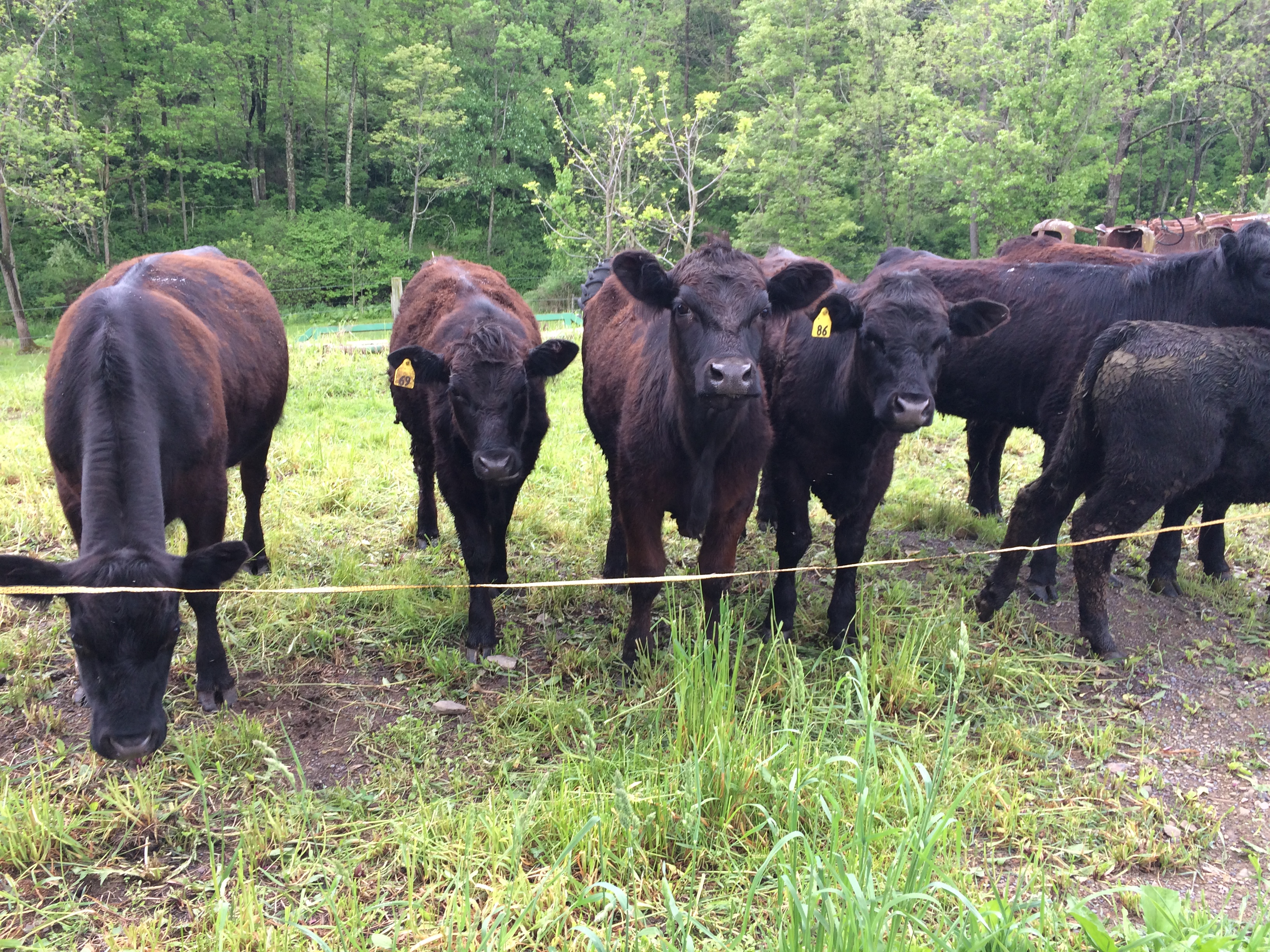 Square Knot Farm – generations of work