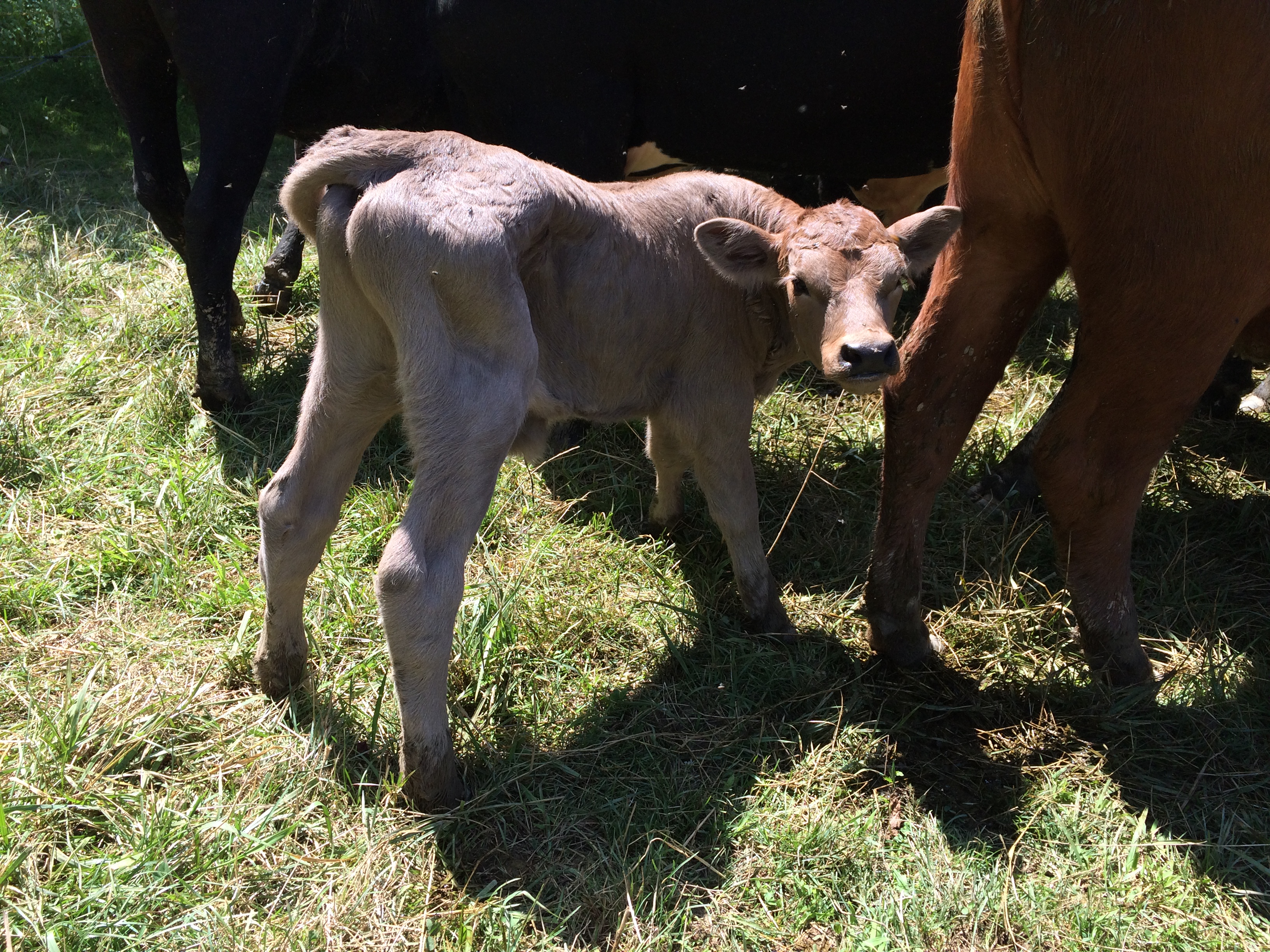 Square Knot Farm – generations of work