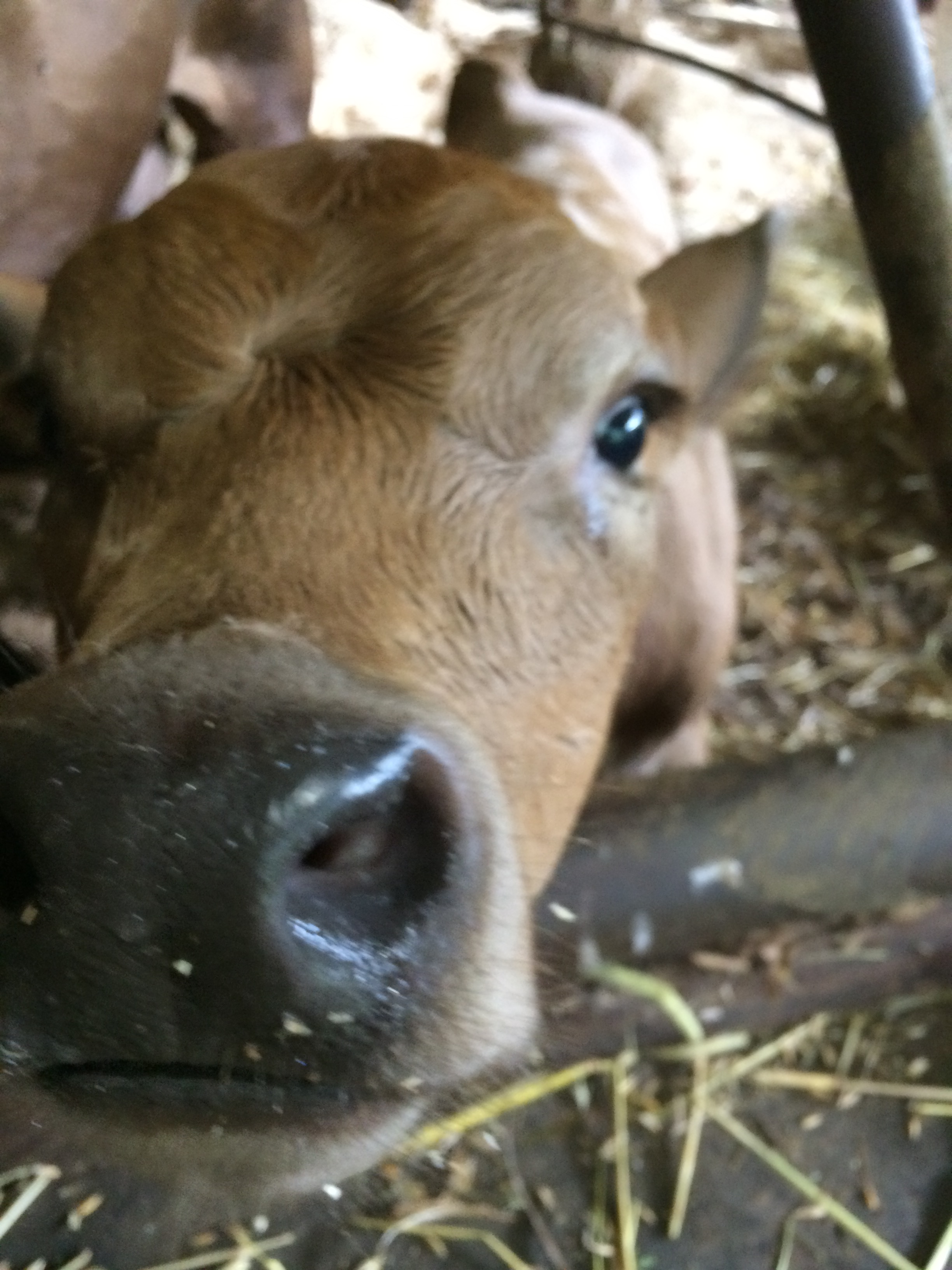 contact – Square Knot Farm