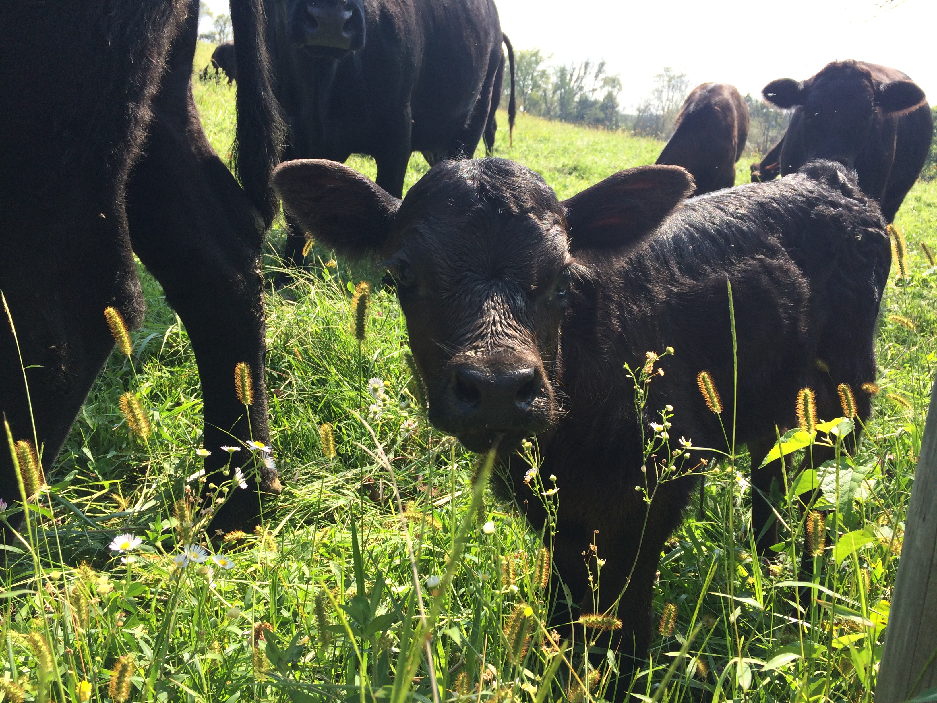 Square Knot Farm – generations of work